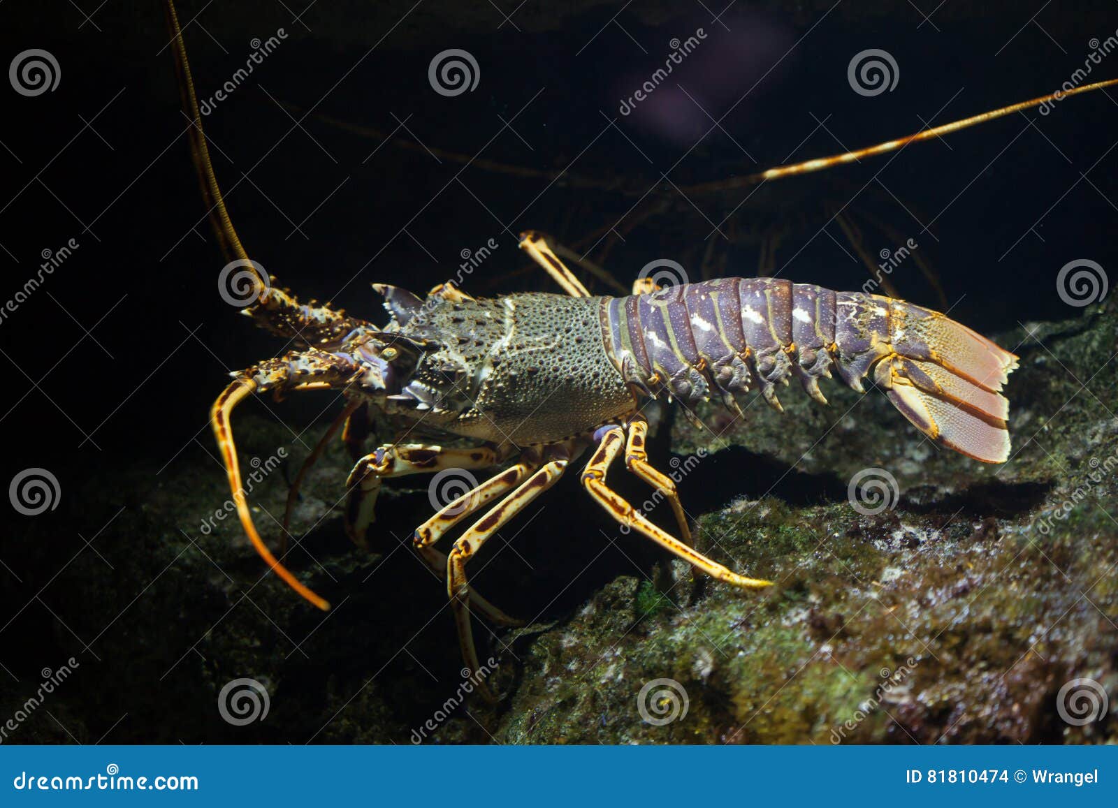 Common Spiny Lobster Palinurus Elephas. Stock Photo - Image of animal ...