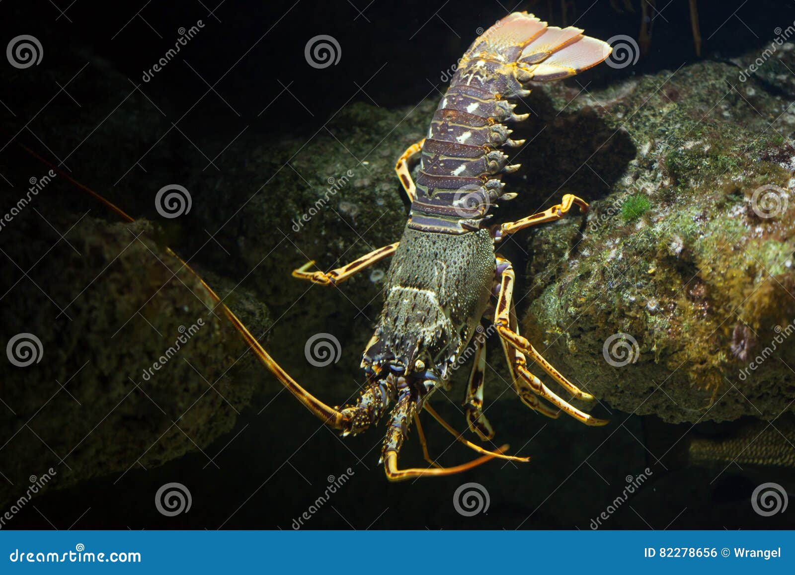 Common Spiny Lobster Palinurus Elephas. Stock Photo - Image of common ...
