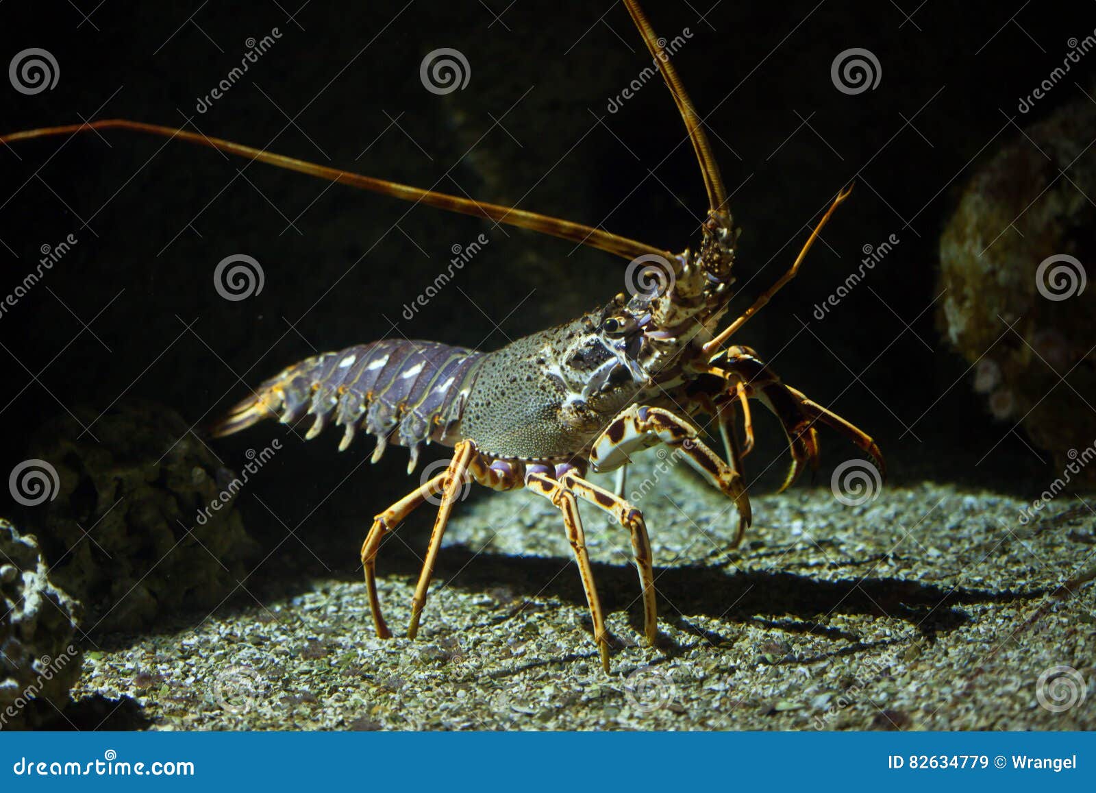 Common Spiny Lobster Palinurus Elephas. Stock Image - Image of ocean ...