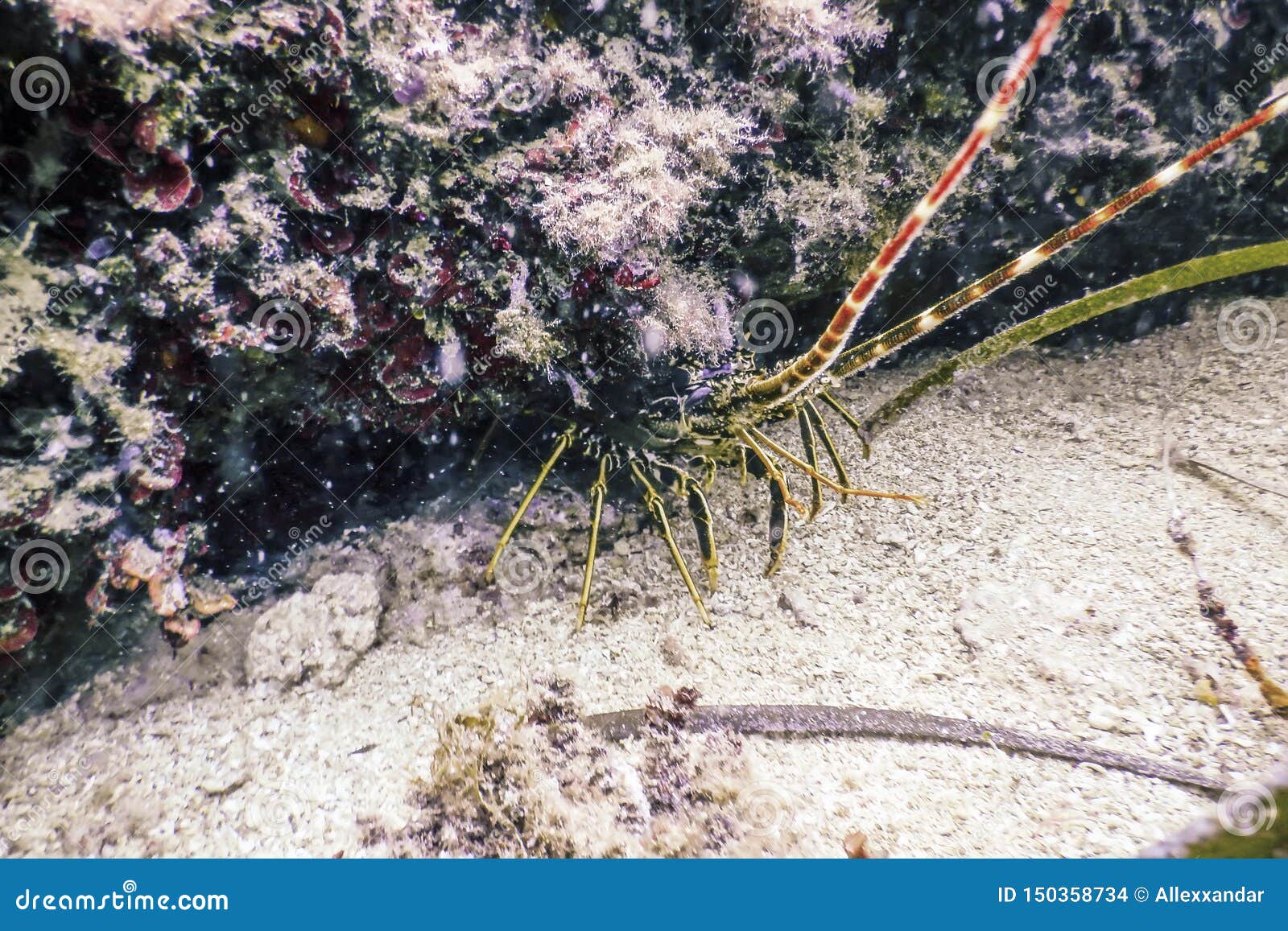 Common Spiny Lobster Palinurus Elephas Mediterranean Lobster Stock ...