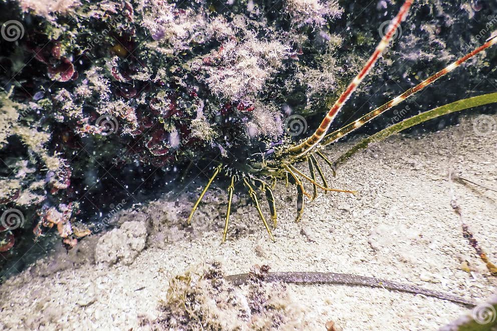 Common Spiny Lobster Palinurus Elephas Mediterranean Lobster Stock ...