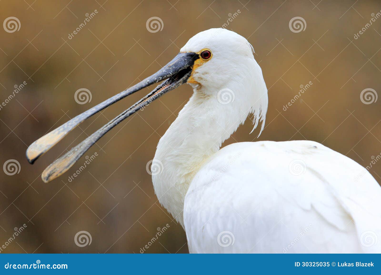 Common spoonbill stock image. Image of leucorodia, wading - 30325035