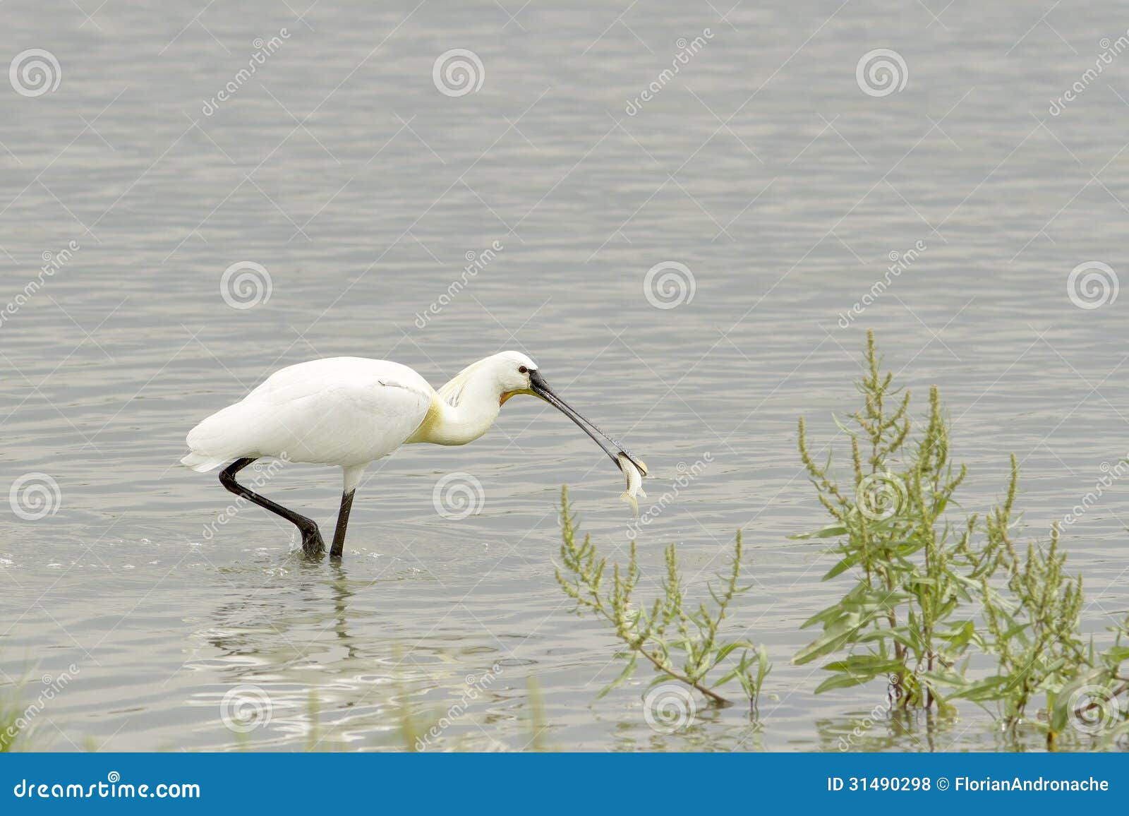 Common Spoonbill with Fish - Platalea Leucorodia Stock Photo - Image of ...