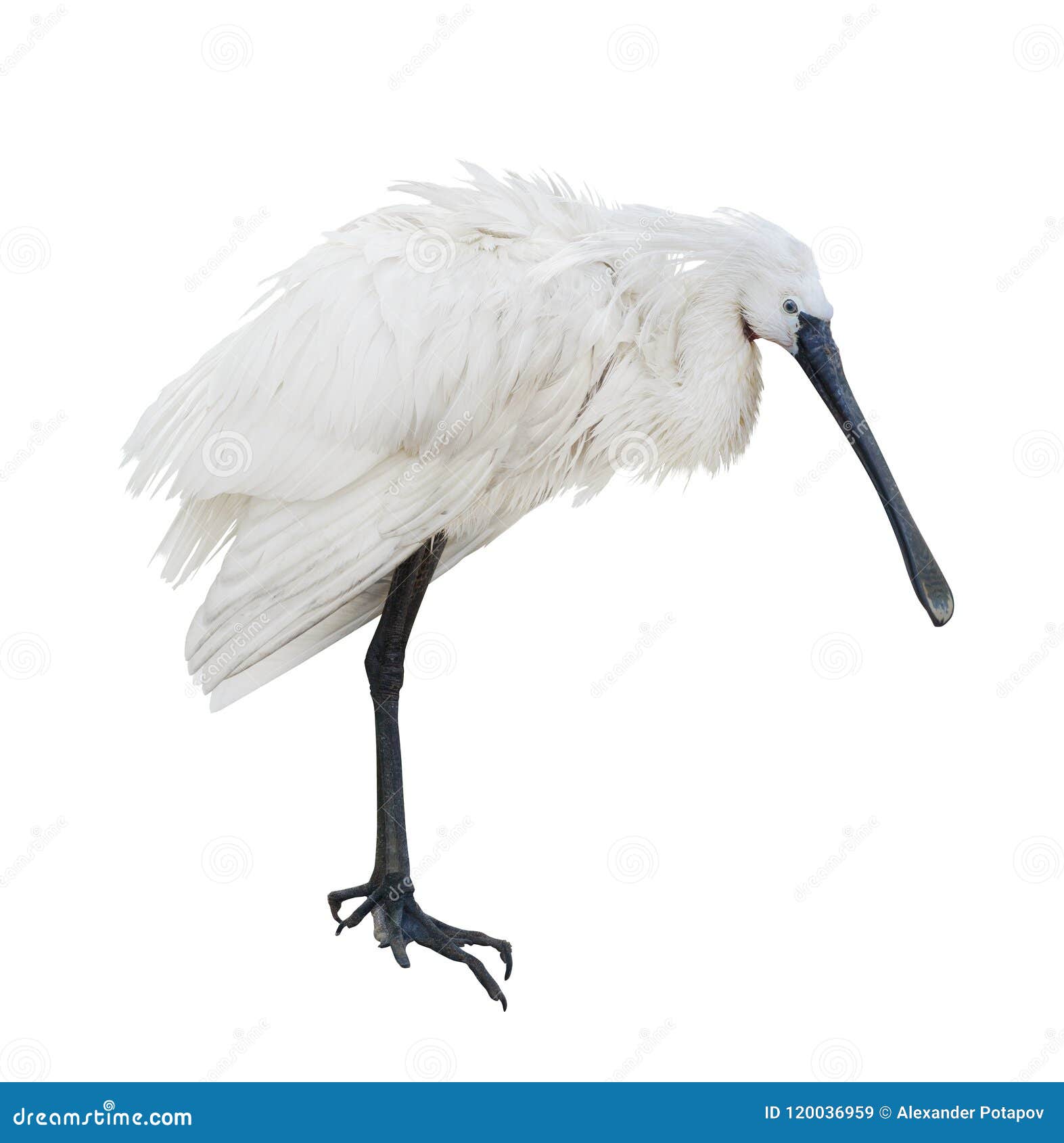 Common Spoonbill Isolated on White Stock Image - Image of wildlife ...