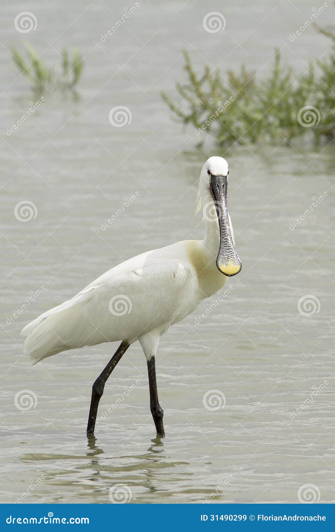 Common Spoonbill Portrait - Platalea Leucorodia Stock Image - Image of ...