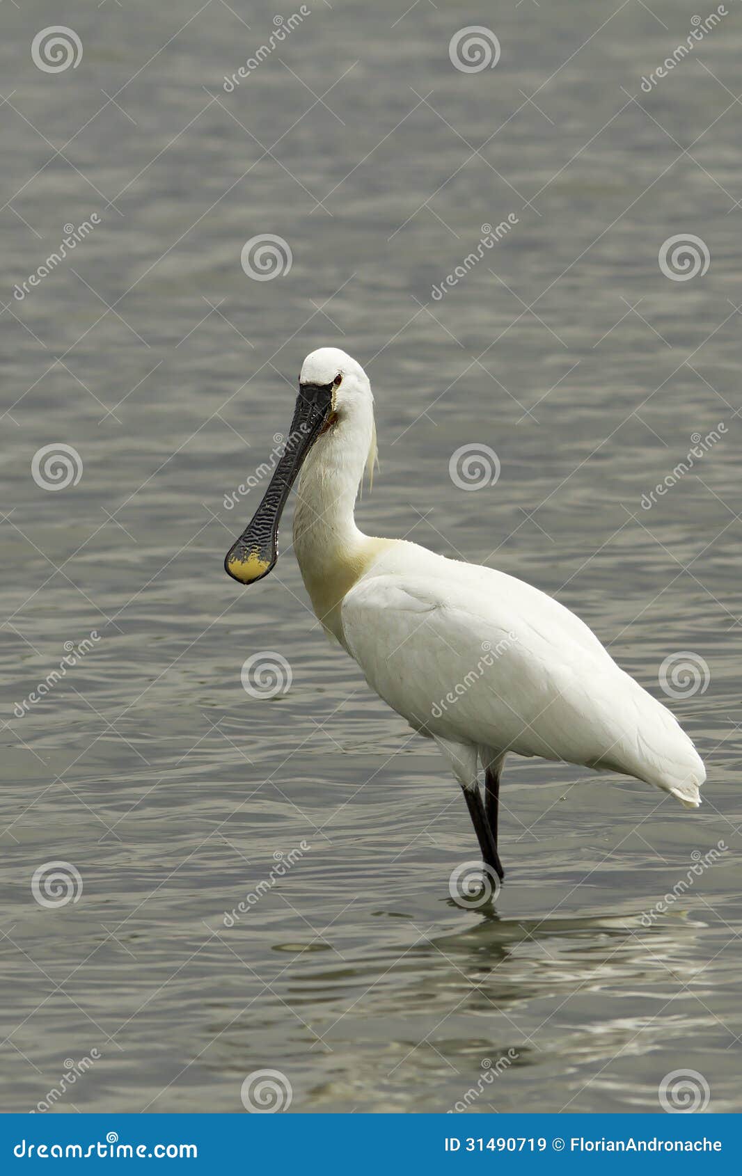 Common Spoonbill Resting in Water - Platalea Leucorodia Stock Image ...