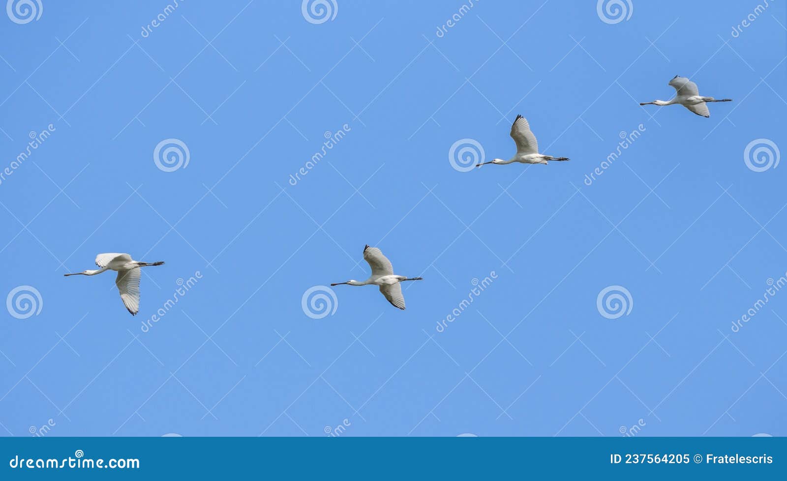 Common Spoonbills in Flight - Eurasian Spoonbill - Platalea Leucorodia ...