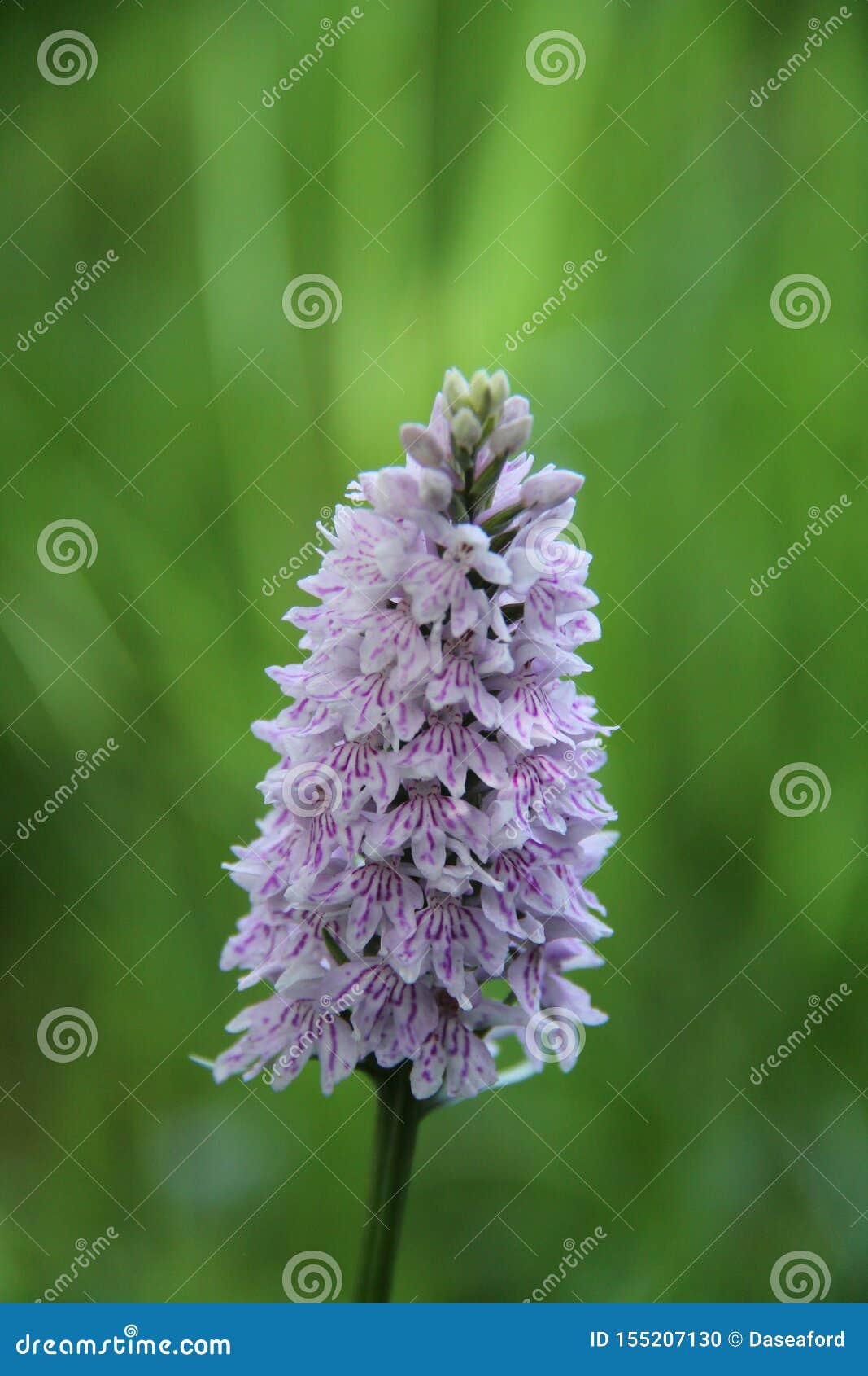 Common Spotted Orchid Plant. Stock Photo - Image of garden, bloom ...
