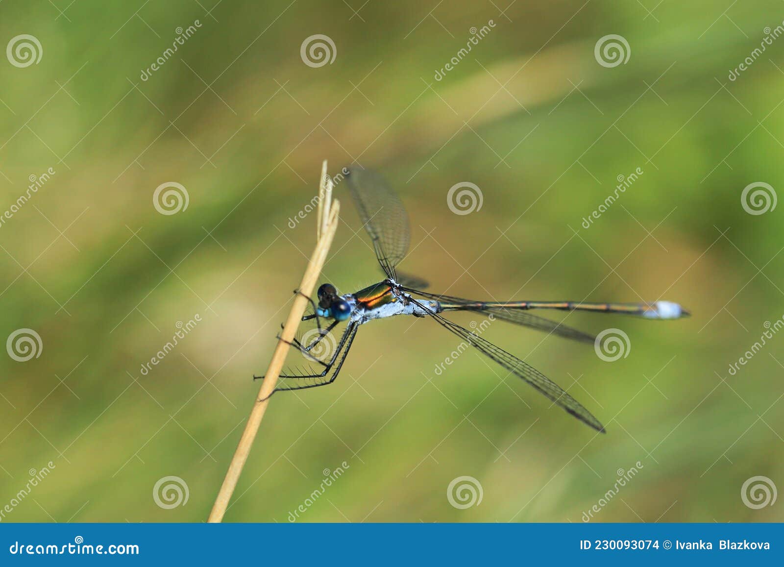 Common Spreadwing Damselfly Stock Photo - Image of spreadwing, animal ...