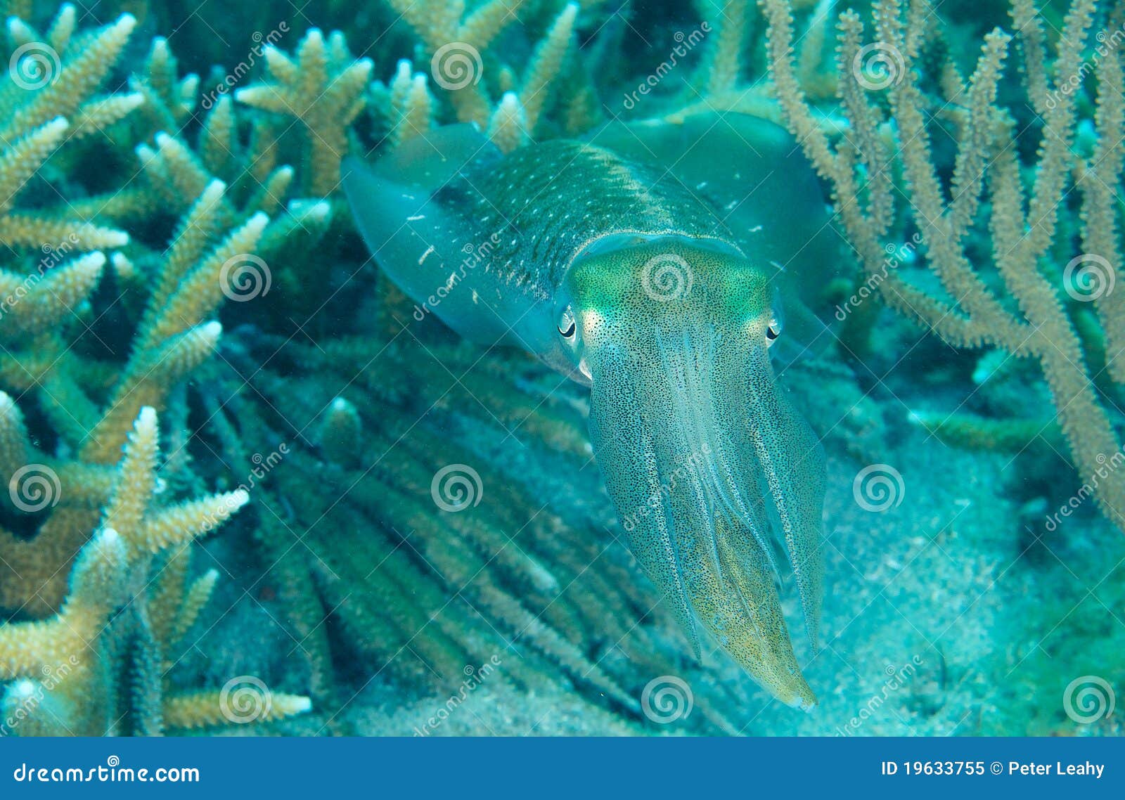 Common Squid stock image. Image of intercoastal, angelfish - 19633755