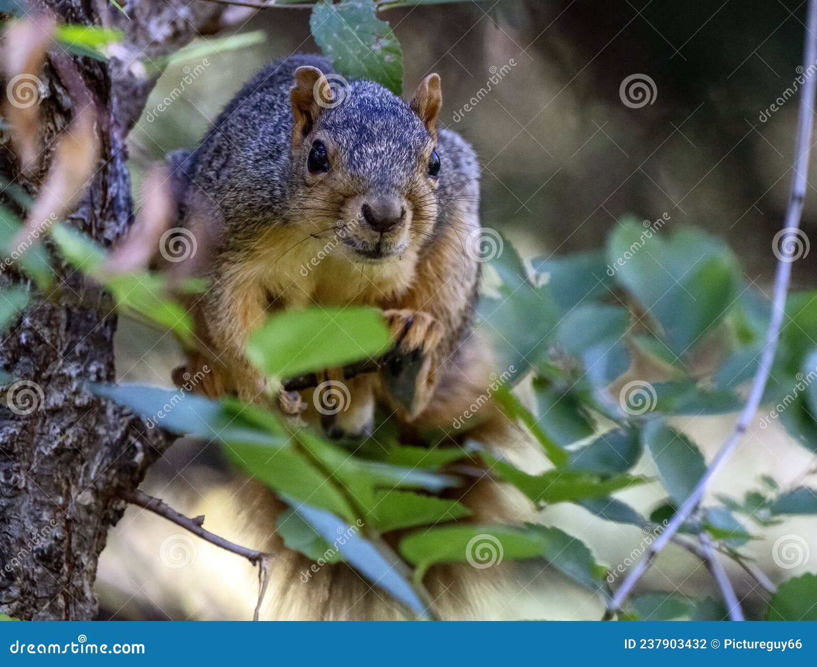 Common Squirrel Canada stock photo. Image of cuddly - 237903432
