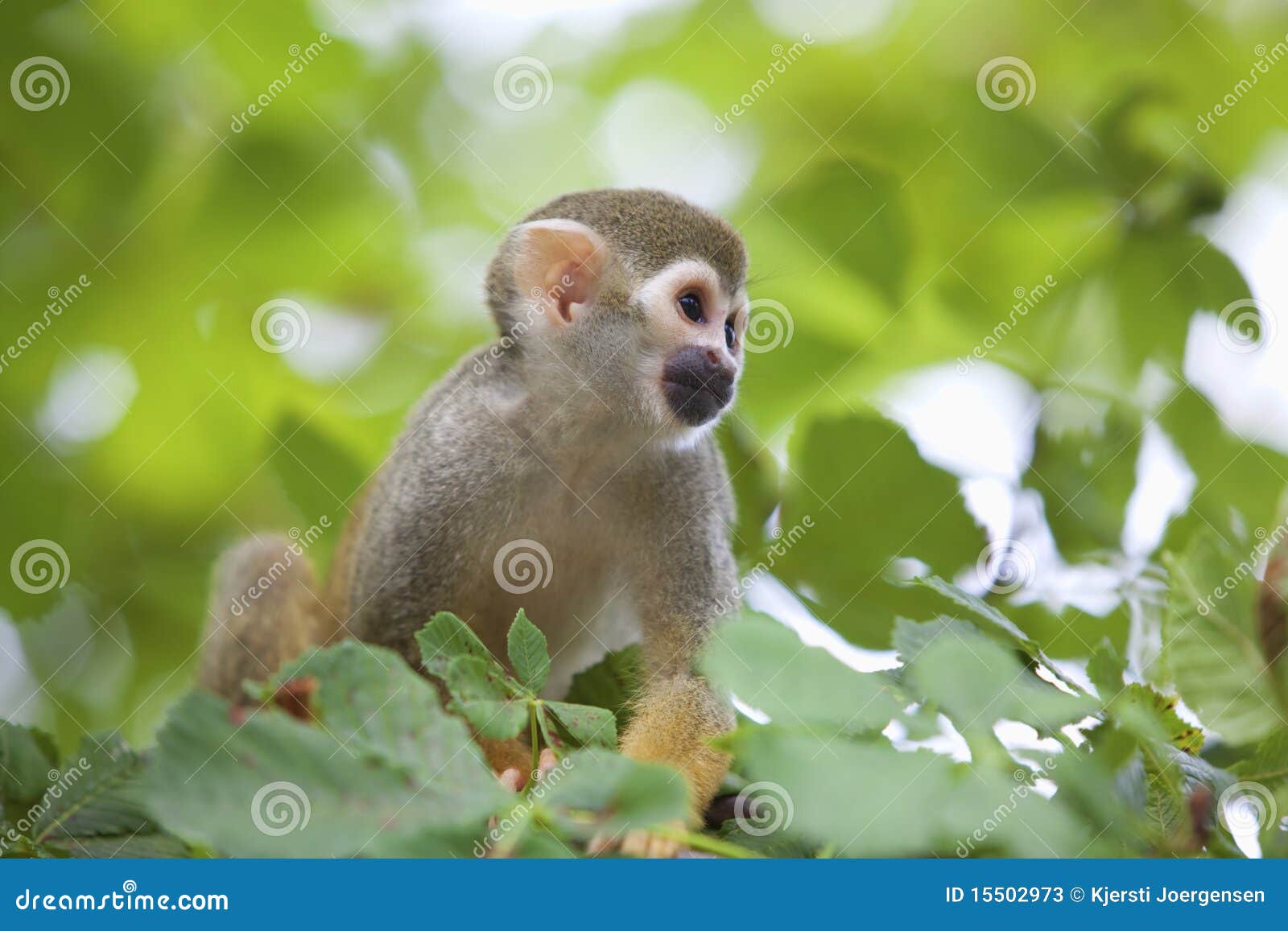 Common Squirrel Monkey With Twin Infants On Her Back, Tropical Primate ...