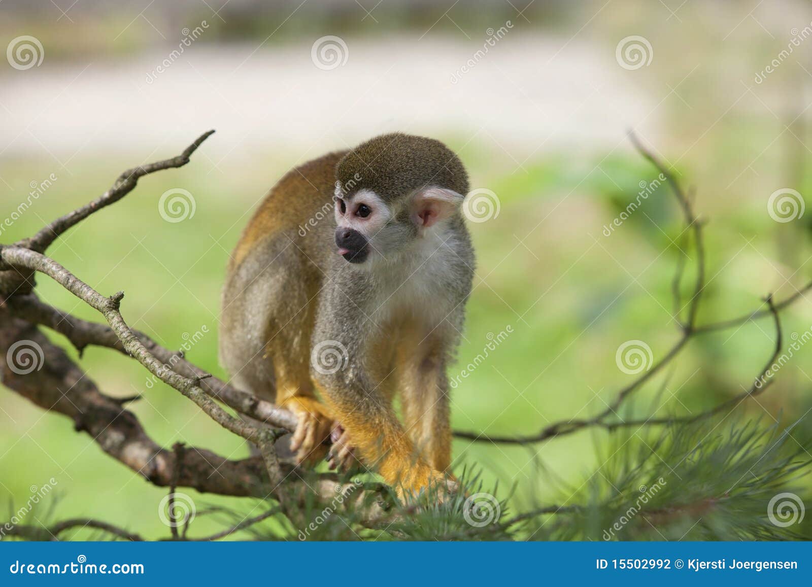 Common squirrel monkey stock photo. Image of face, basin - 15502992