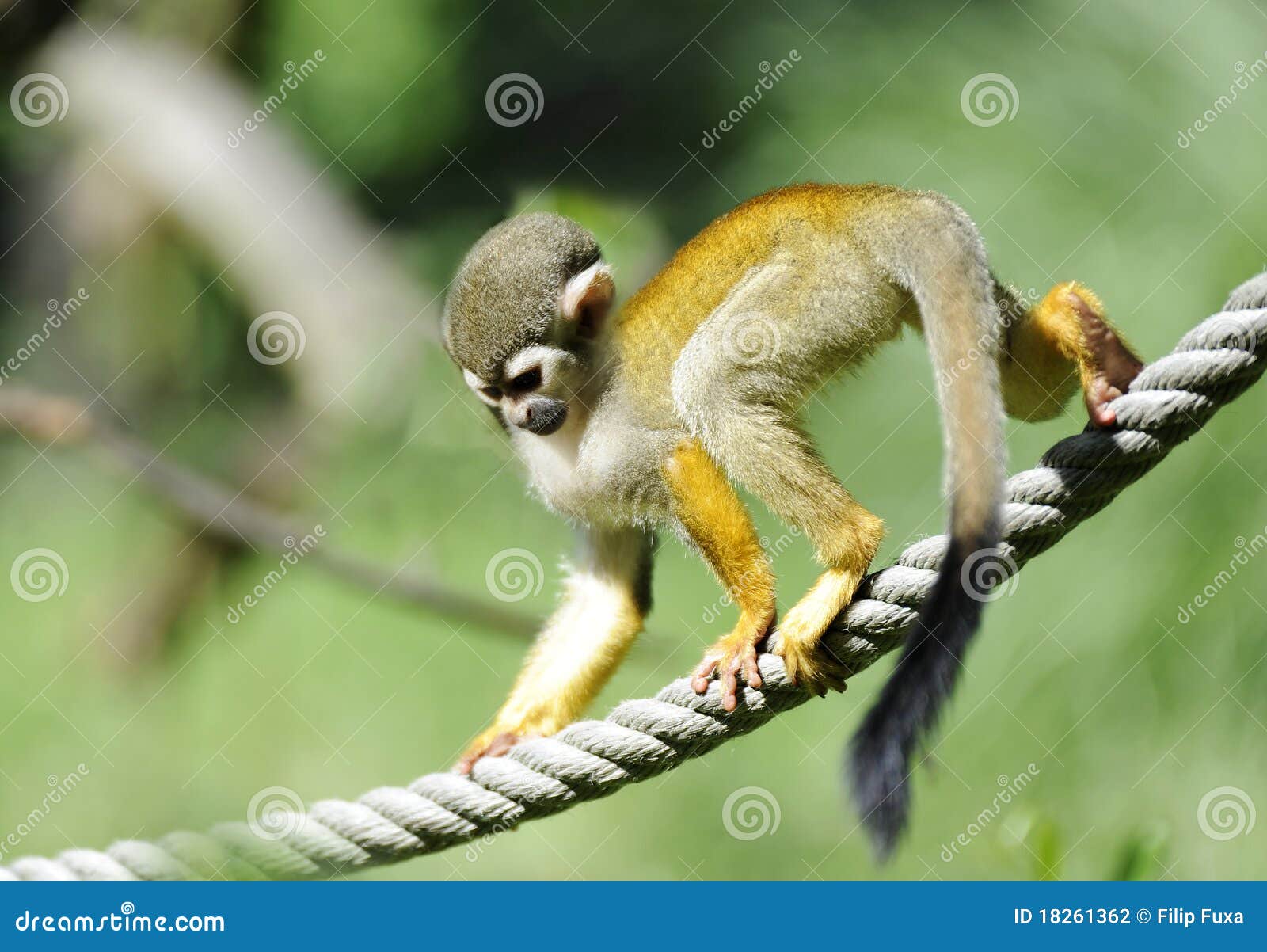 Common Squirrel Monkey stock photo. Image of rope, common - 18261362