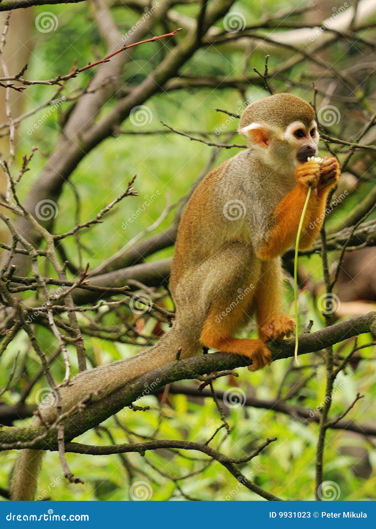 Common Squirrel Monkey Royalty-Free Stock Photography | CartoonDealer ...