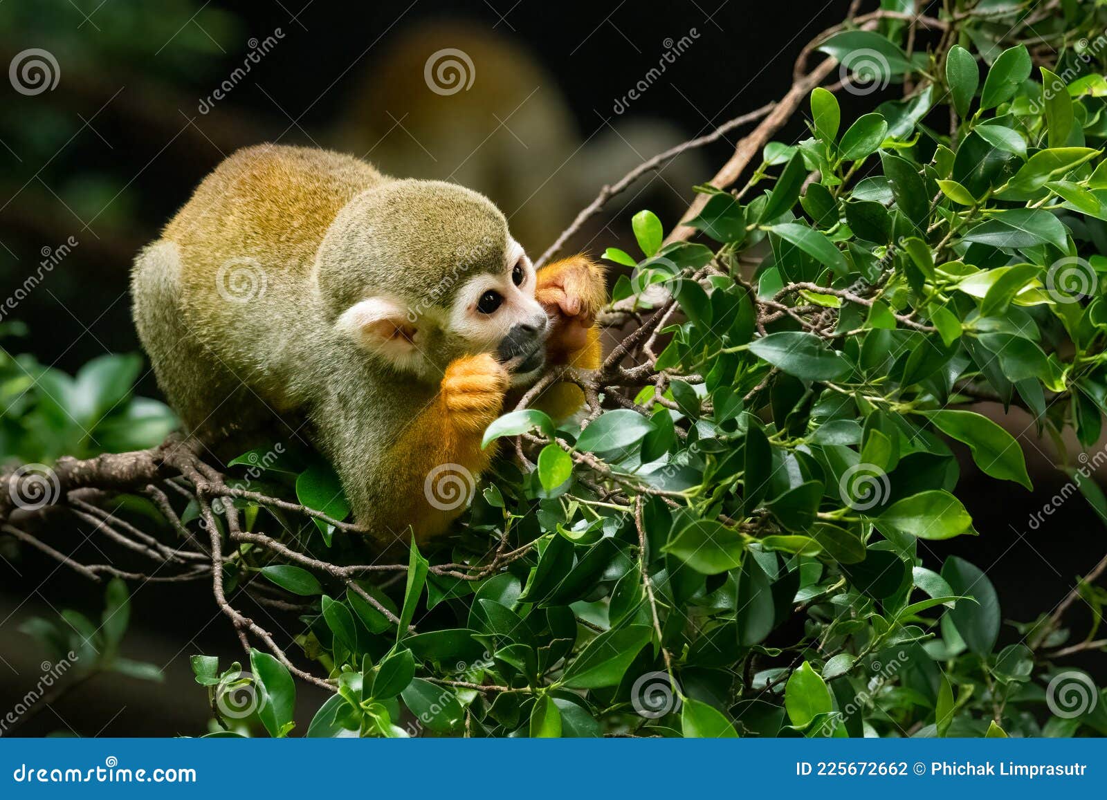 Common Squirrel Monkey Biting Tree Branch Stock Photo - Image of ...