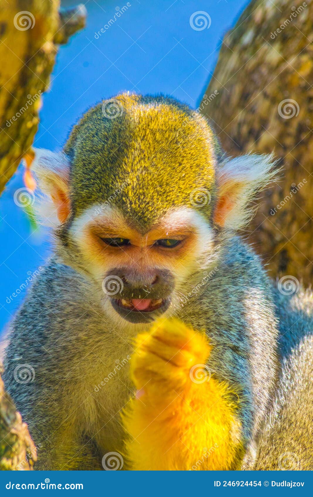 Common Squirrel Monkey is Eating a Piece of Fruit...IMAGE Stock Photo ...