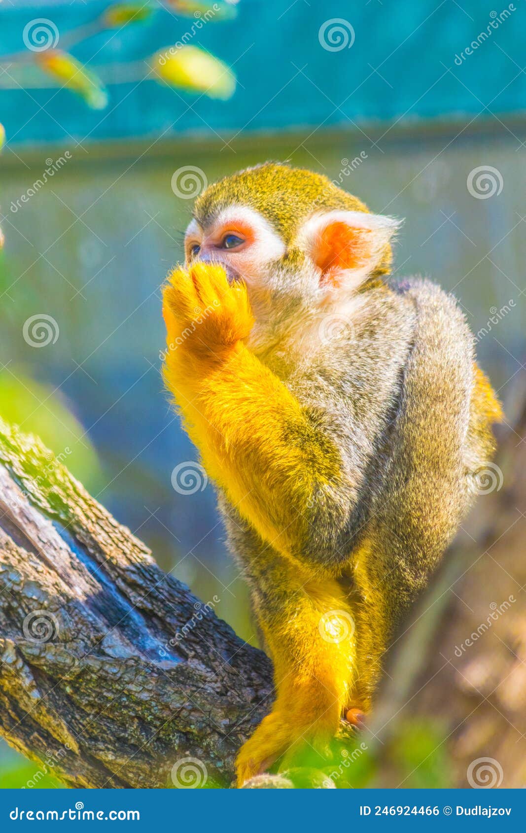 Common Squirrel Monkey is Eating a Piece of Fruit...IMAGE Stock Photo ...