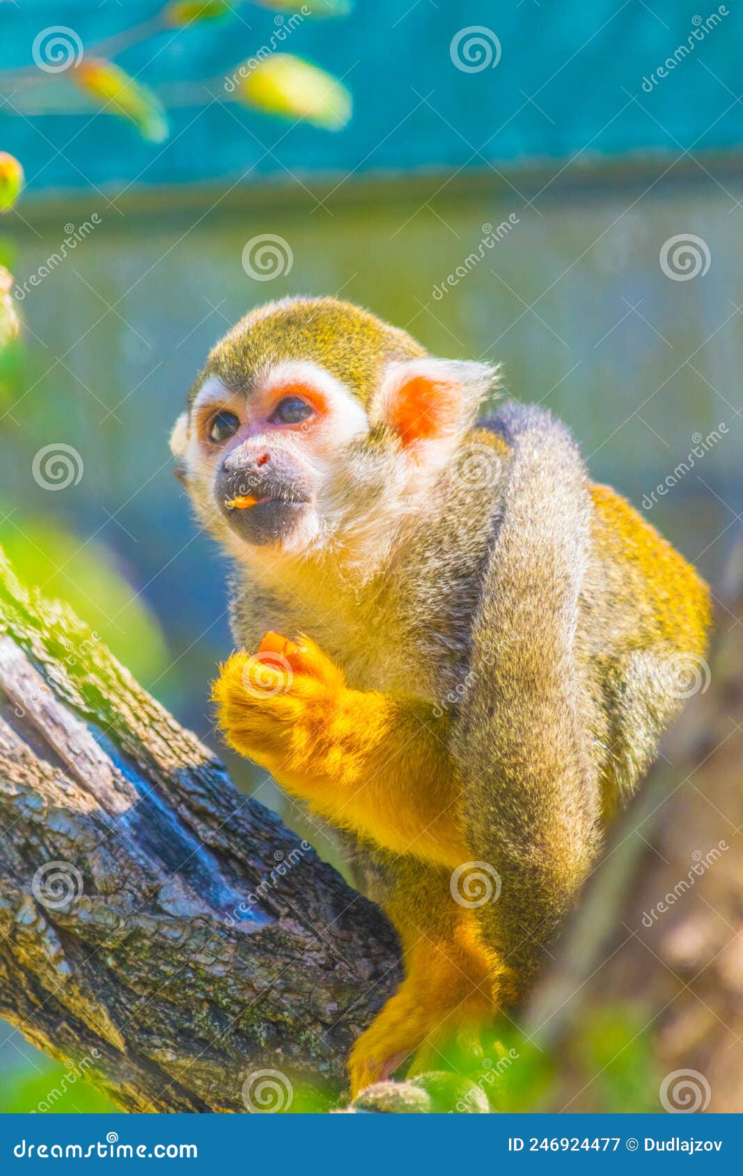 Common Squirrel Monkey is Eating a Piece of Fruit...IMAGE Stock Image ...