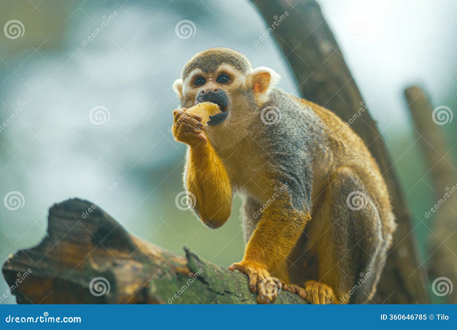 Monkey Eating Coconut And Enjoying The Nature View Royalty-Free Stock ...