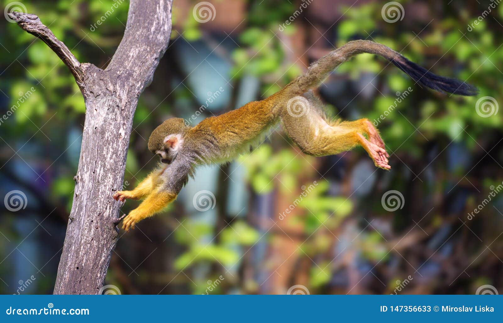 Common Squirrel Monkey Jumping from One Tree To Another Stock Image ...