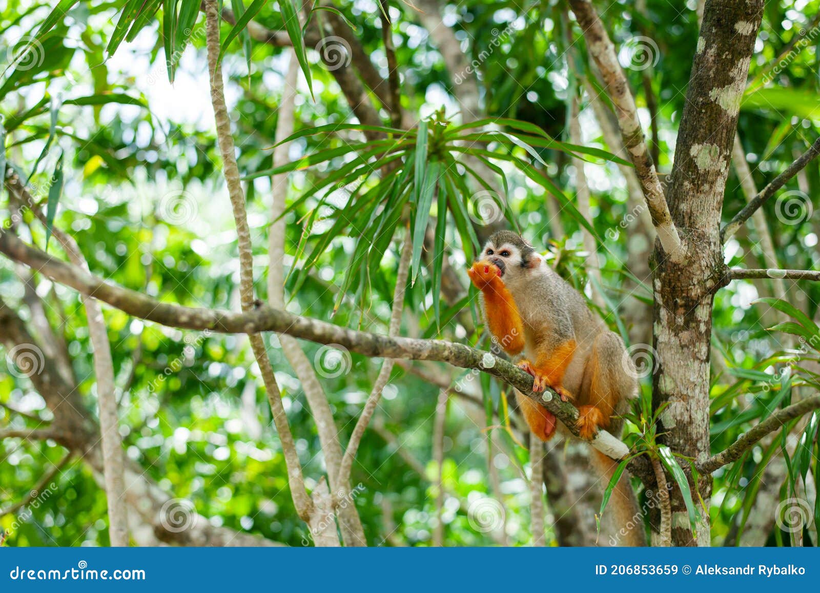 A Common Squirrel Monkey Playing in the Trees Stock Image - Image of ...