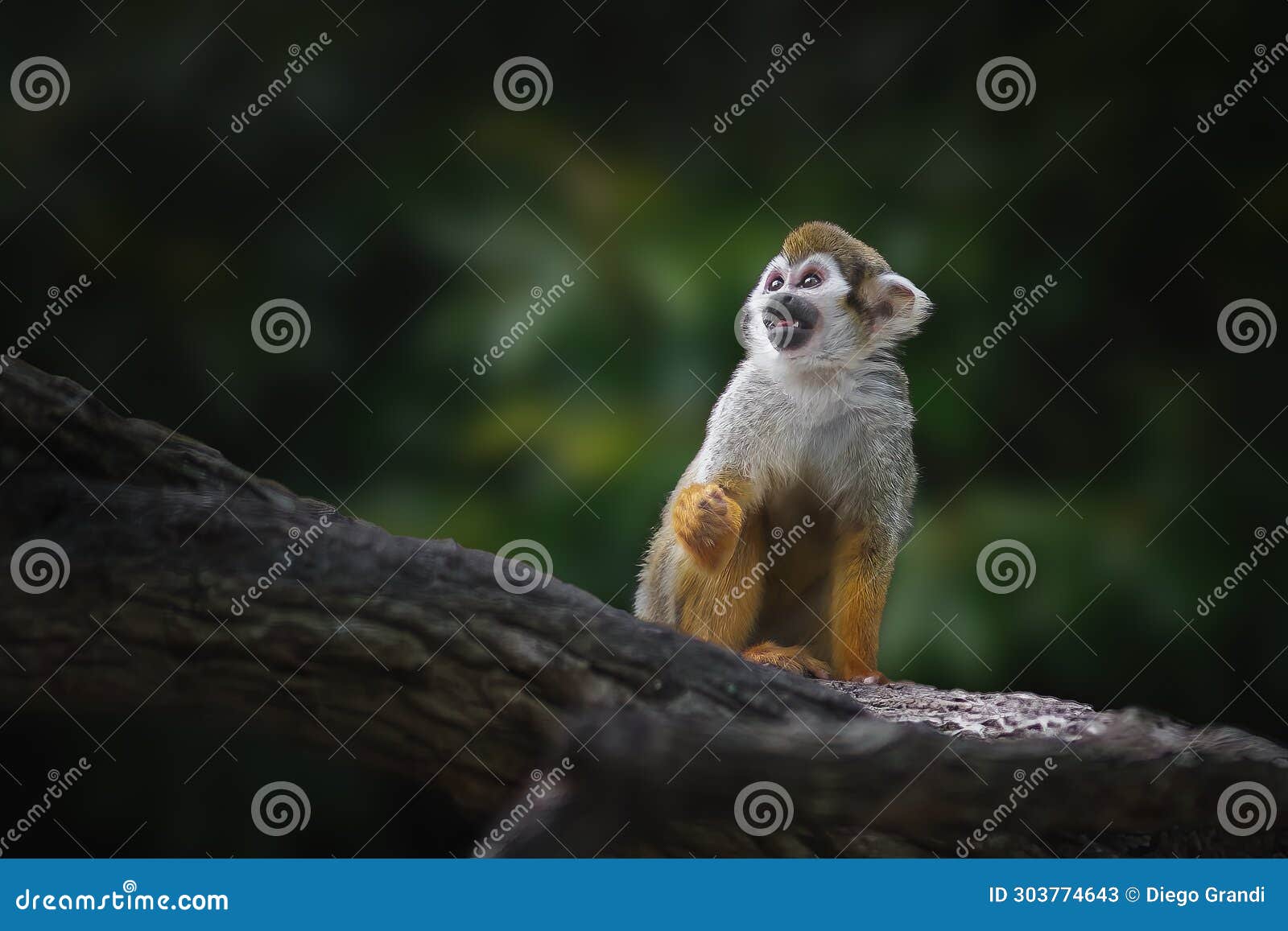 Common Squirrel Monkey stock image. Image of squirrel - 303774643