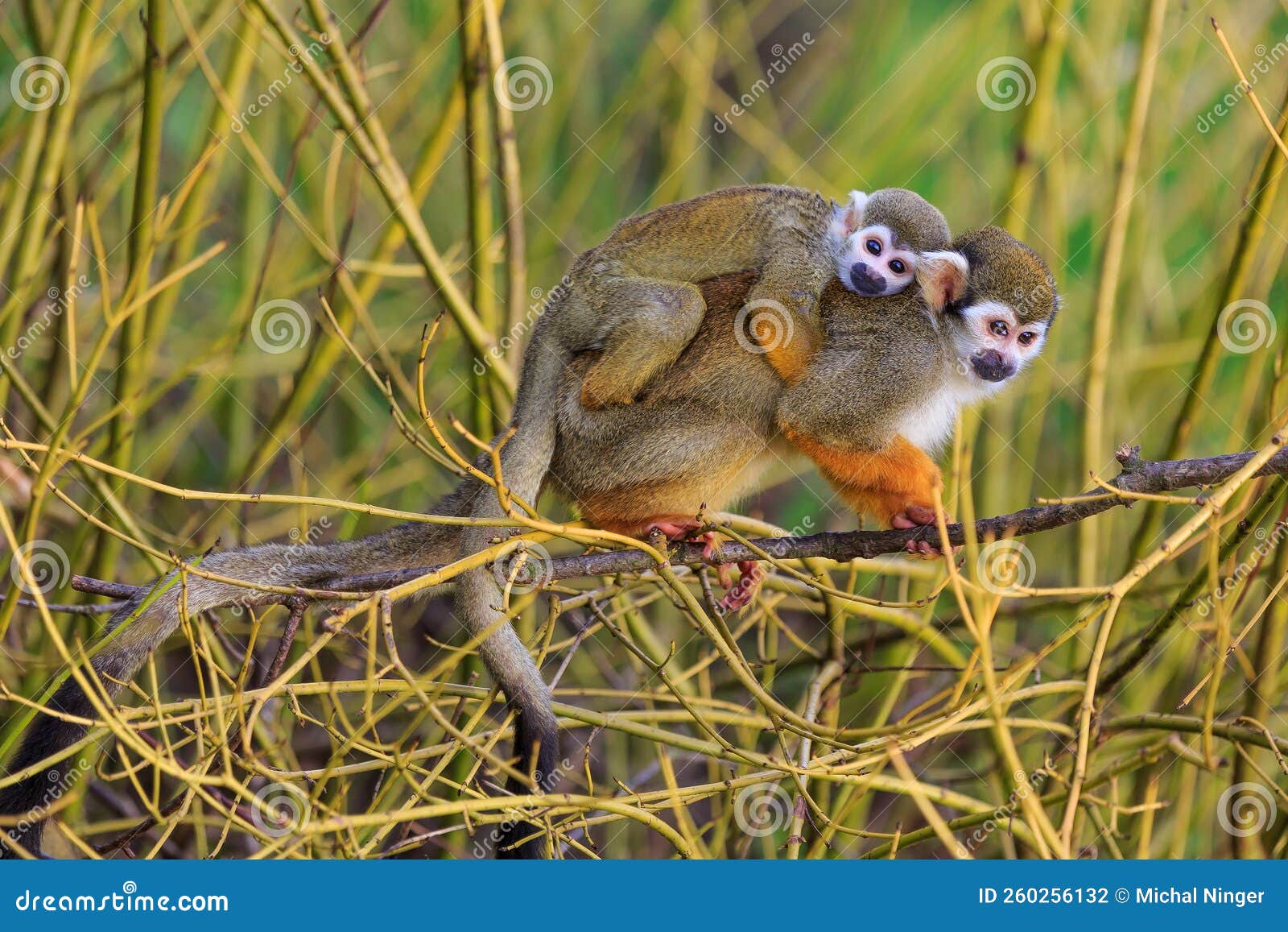 Common Squirrel Monkey Saimiri Sciureus Monkey With A Baby On Its Back Stock Photo ...
