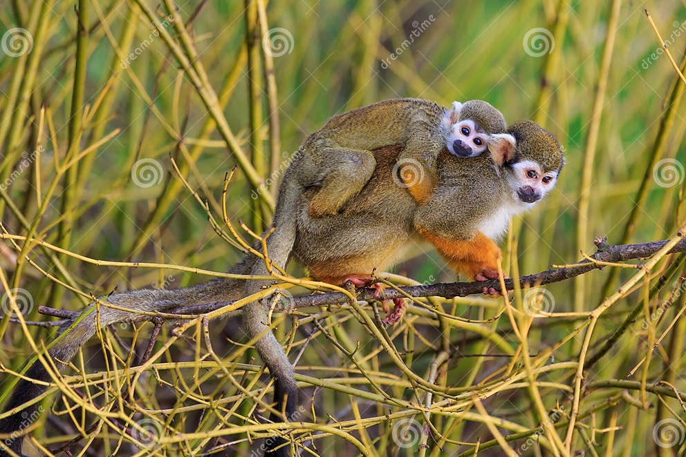 Common Squirrel Monkey Saimiri Sciureus Monkey with a Baby on Its Back Stock Photo - Image of ...