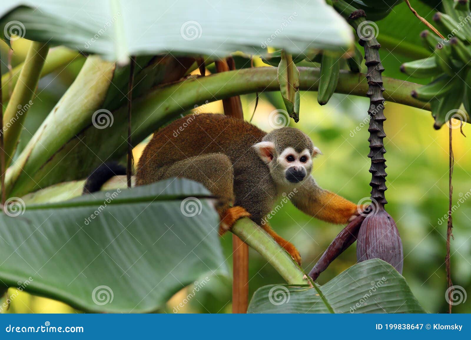 2,330 Monkey Banana Tree Photos - Free & Royalty-Free Stock Photos from ...