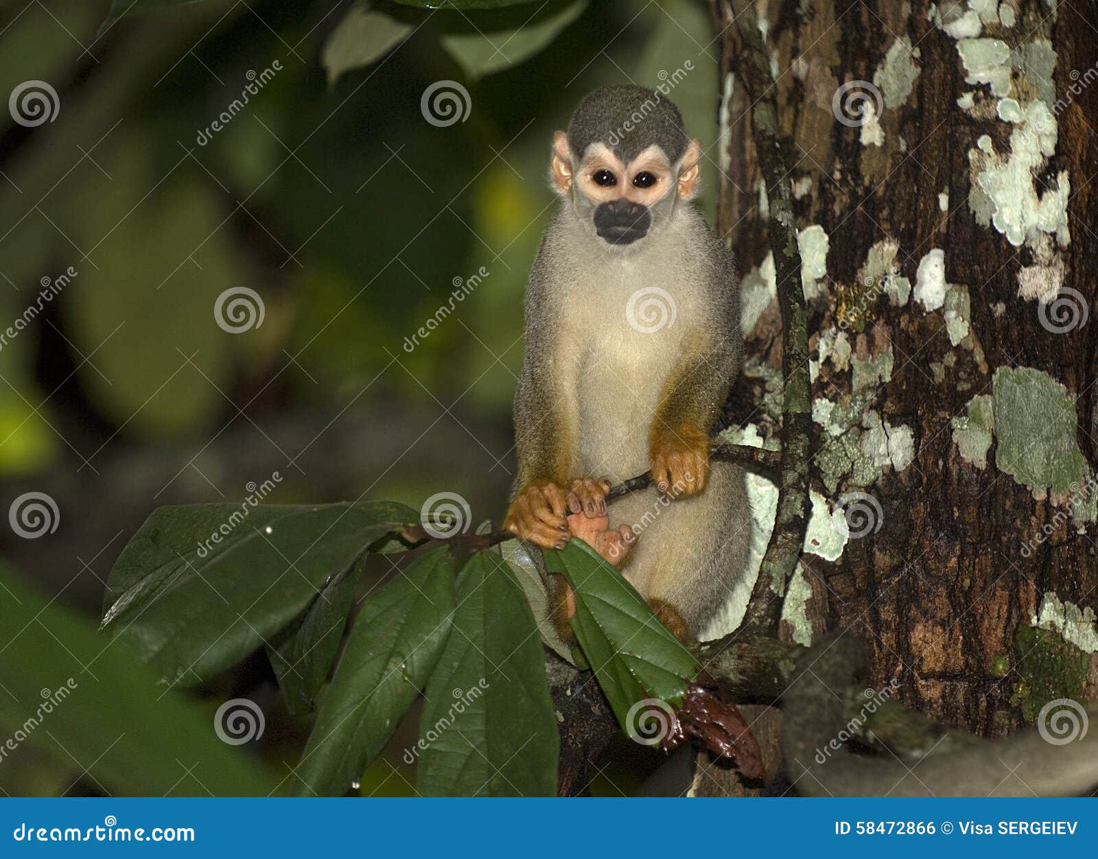 Common squirrel monkey stock photo. Image of horse, monkey - 58472866
