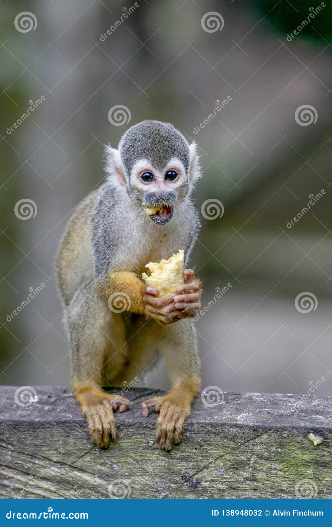 Common Squirrel Monkey Saimiri Sciureus Stock Photo - Image of swinging ...