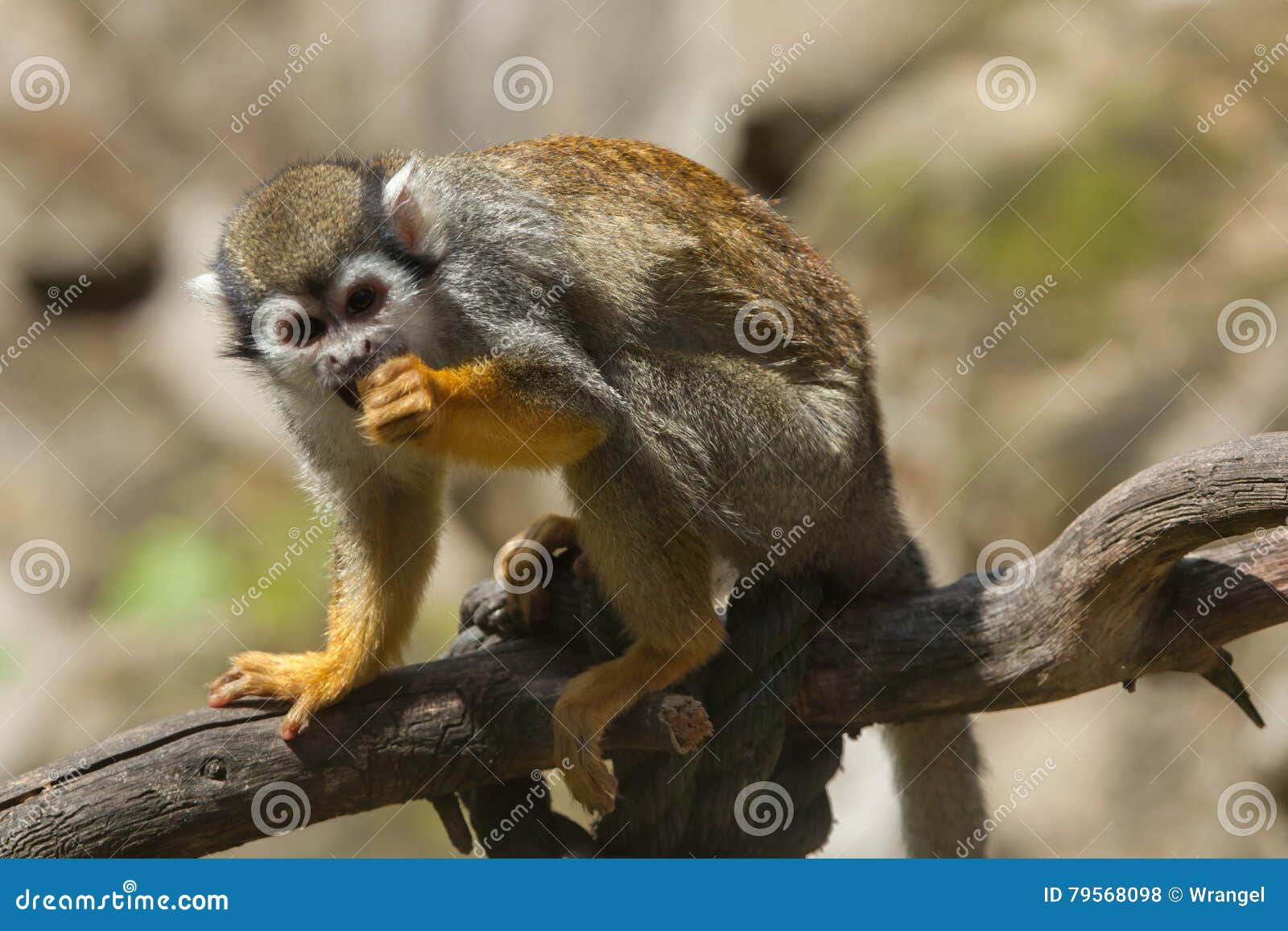 Common Squirrel Monkey (Saimiri Sciureus). Stock Photo - Image of ...