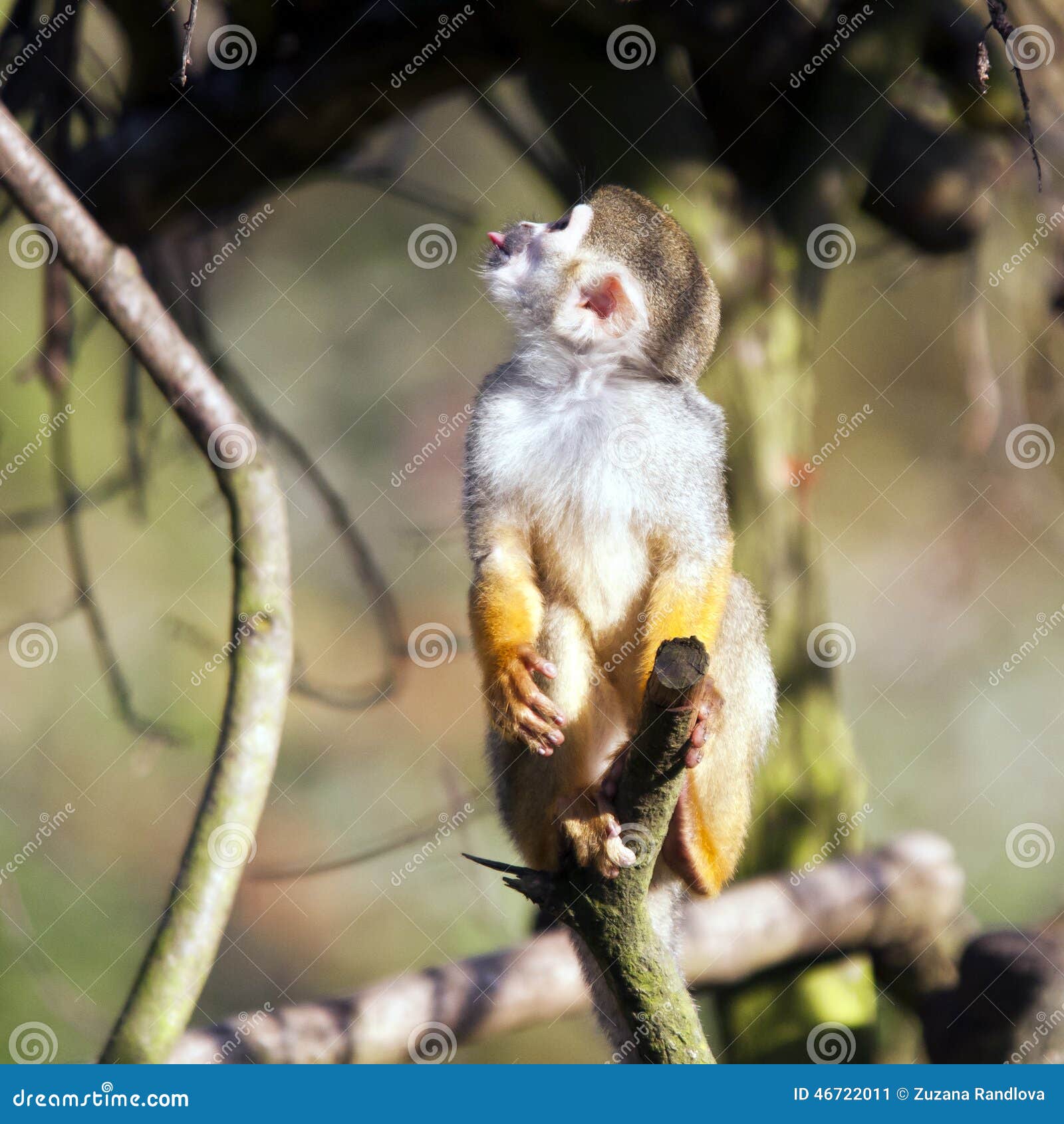 Common squirrel monkey stock image. Image of sweet, lovely - 46722011