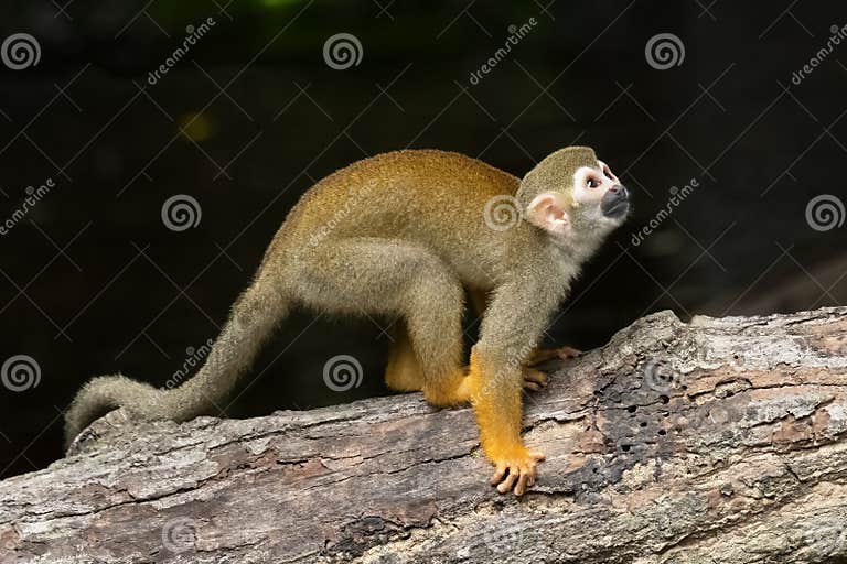 Common Squirrel Monkey on Tree Log Stock Image - Image of omnivores ...