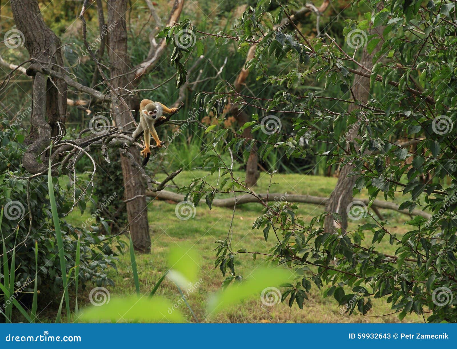 Common Squirrel Monkey on Tree Stock Image - Image of bush, saimiri ...