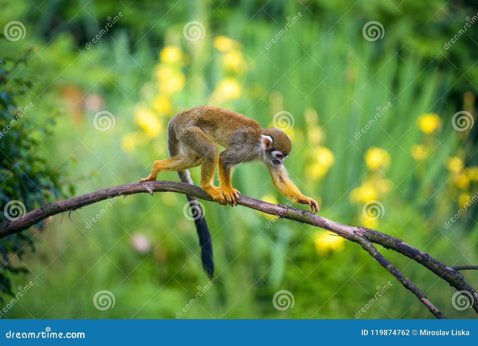 Common Squirrel Monkey Walking on a Tree Branch Stock Photo - Image of ...