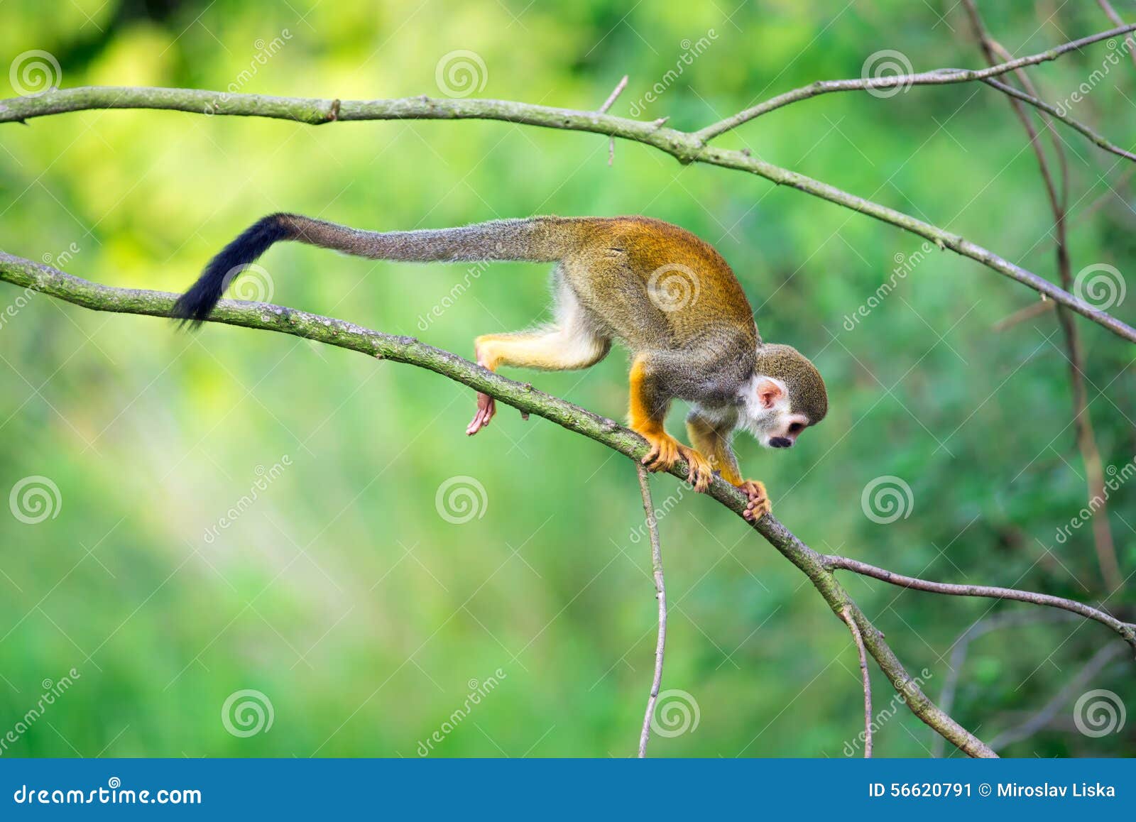 Common Squirrel Monkey Walking on a Tree Branch Stock Image - Image of ...