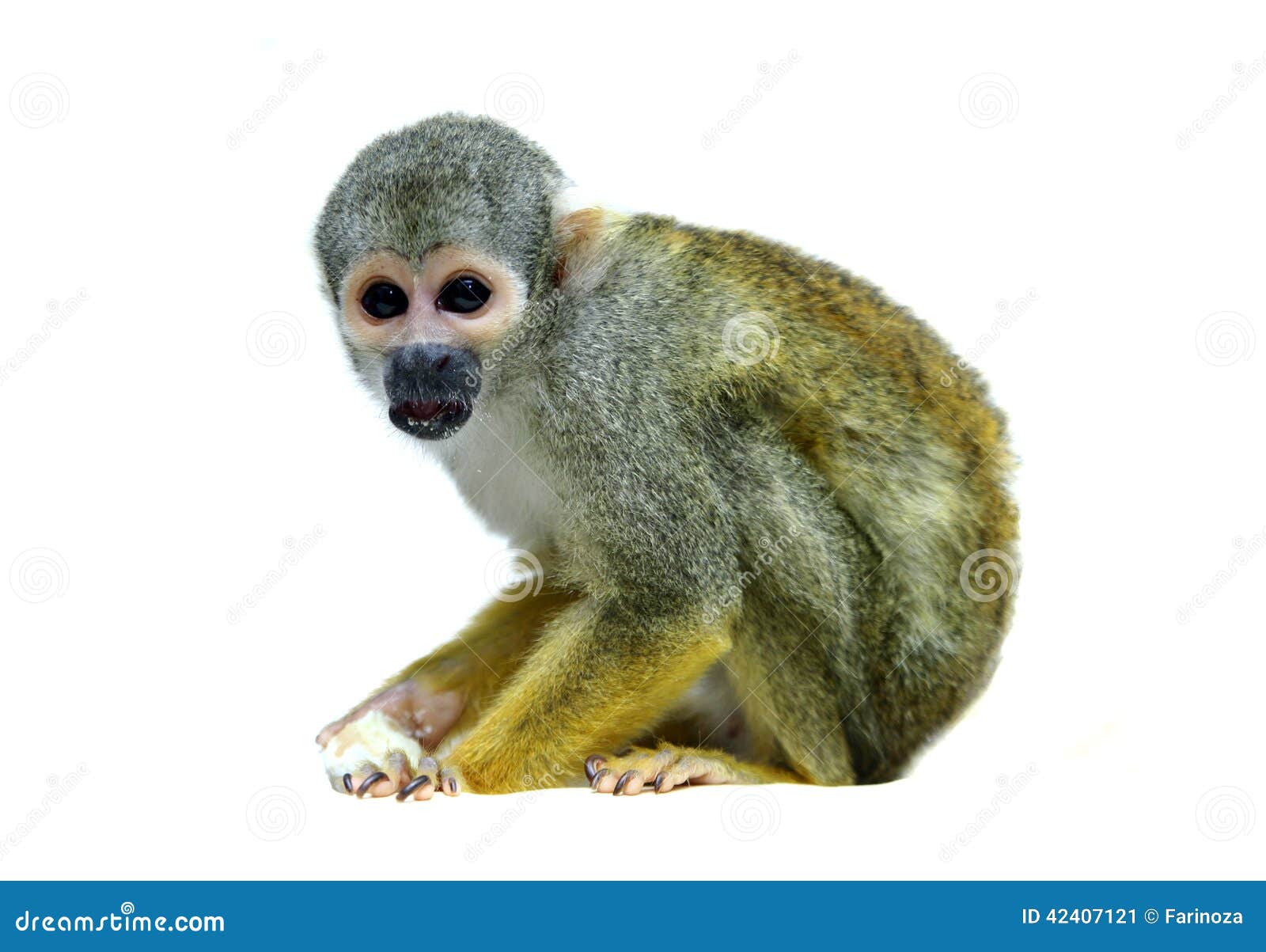 Common Squirrel Monkey on White Stock Image - Image of latin, bolivia ...