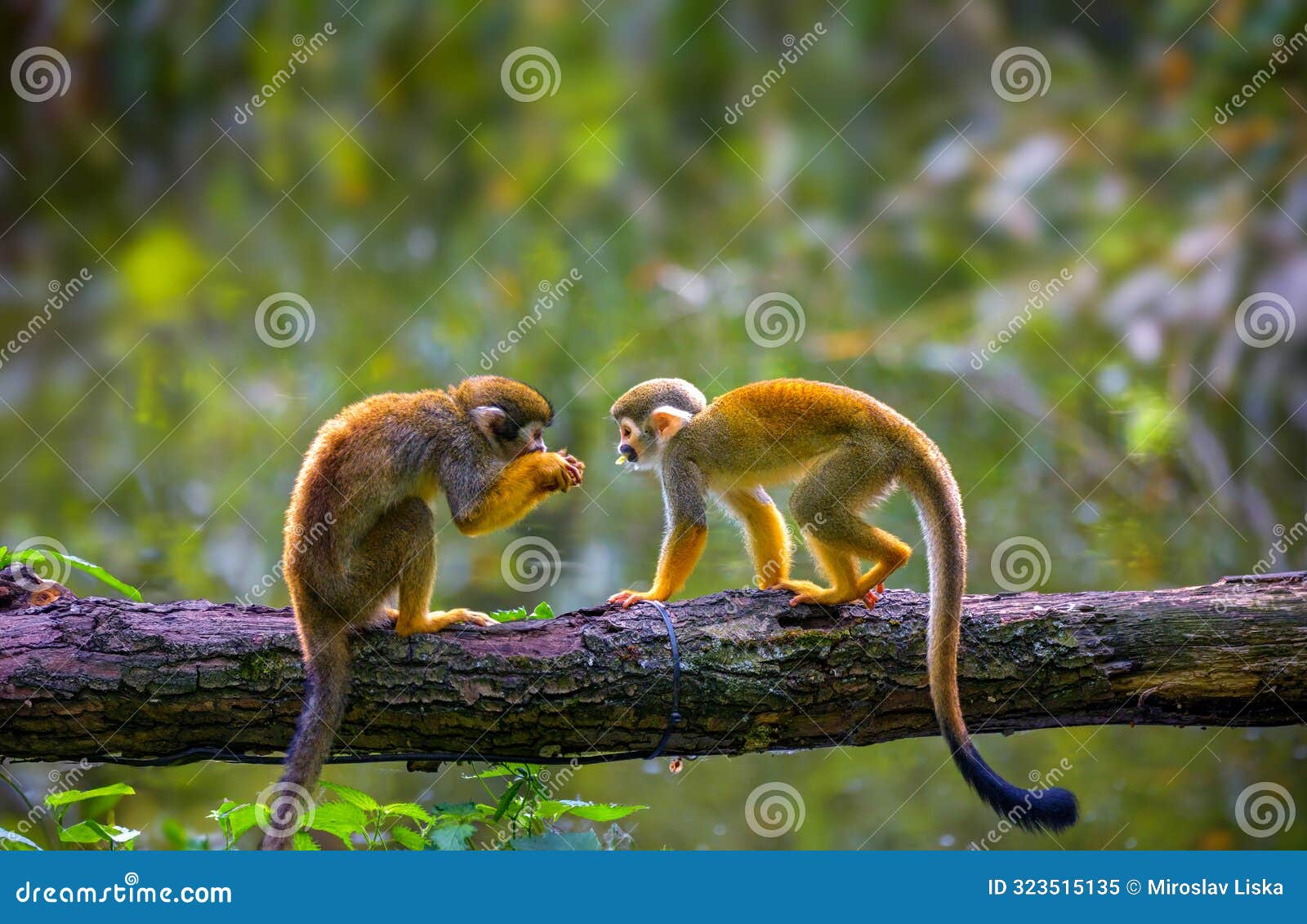 Common Squirrel Monkeys Interact on a Tree Branch Over Food Stock Image - Image of nature ...