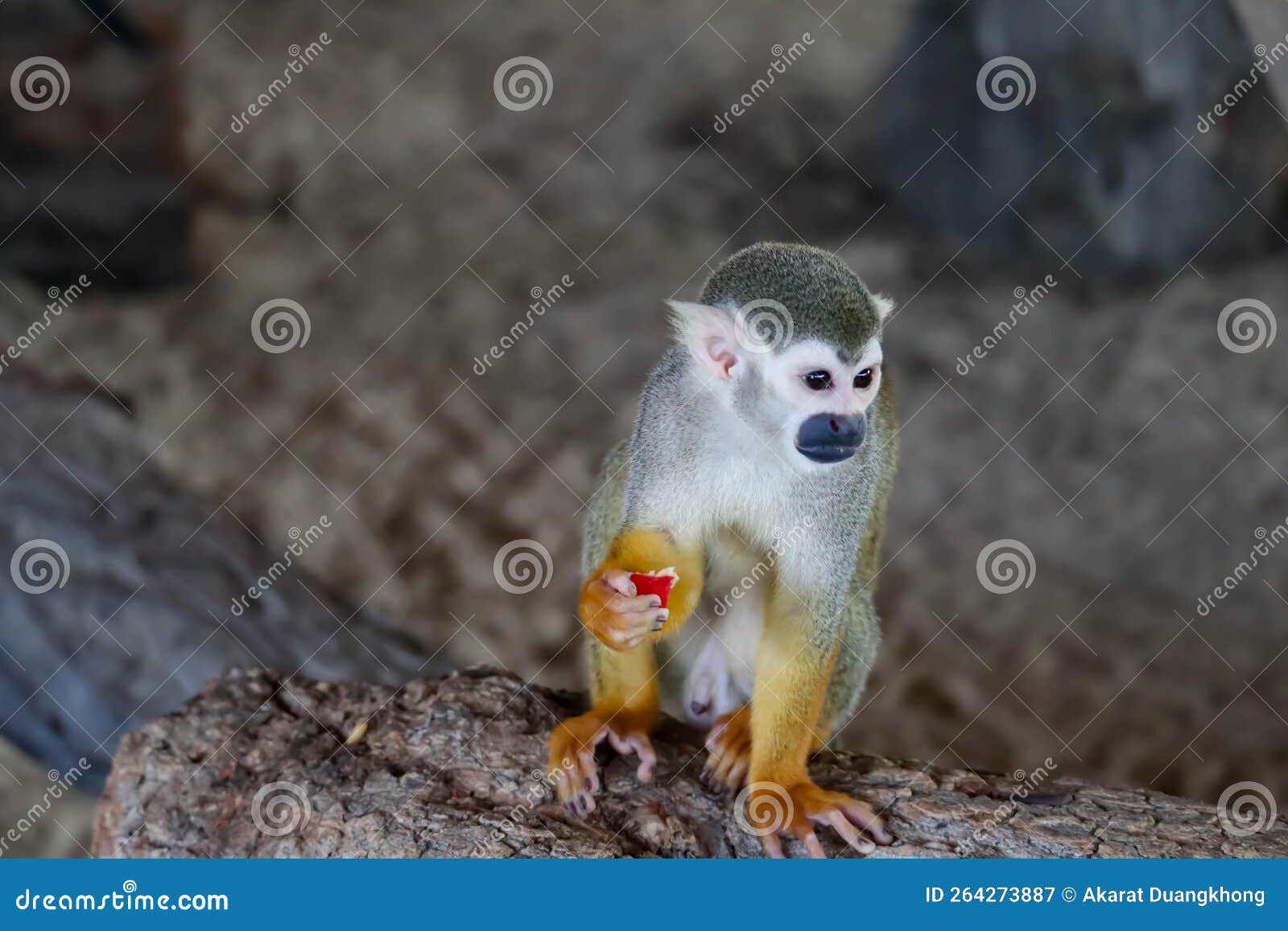 Monkey, Long Tail in Tropic Forest. Squirrel Monkey, Saimiri Oerstedii ...