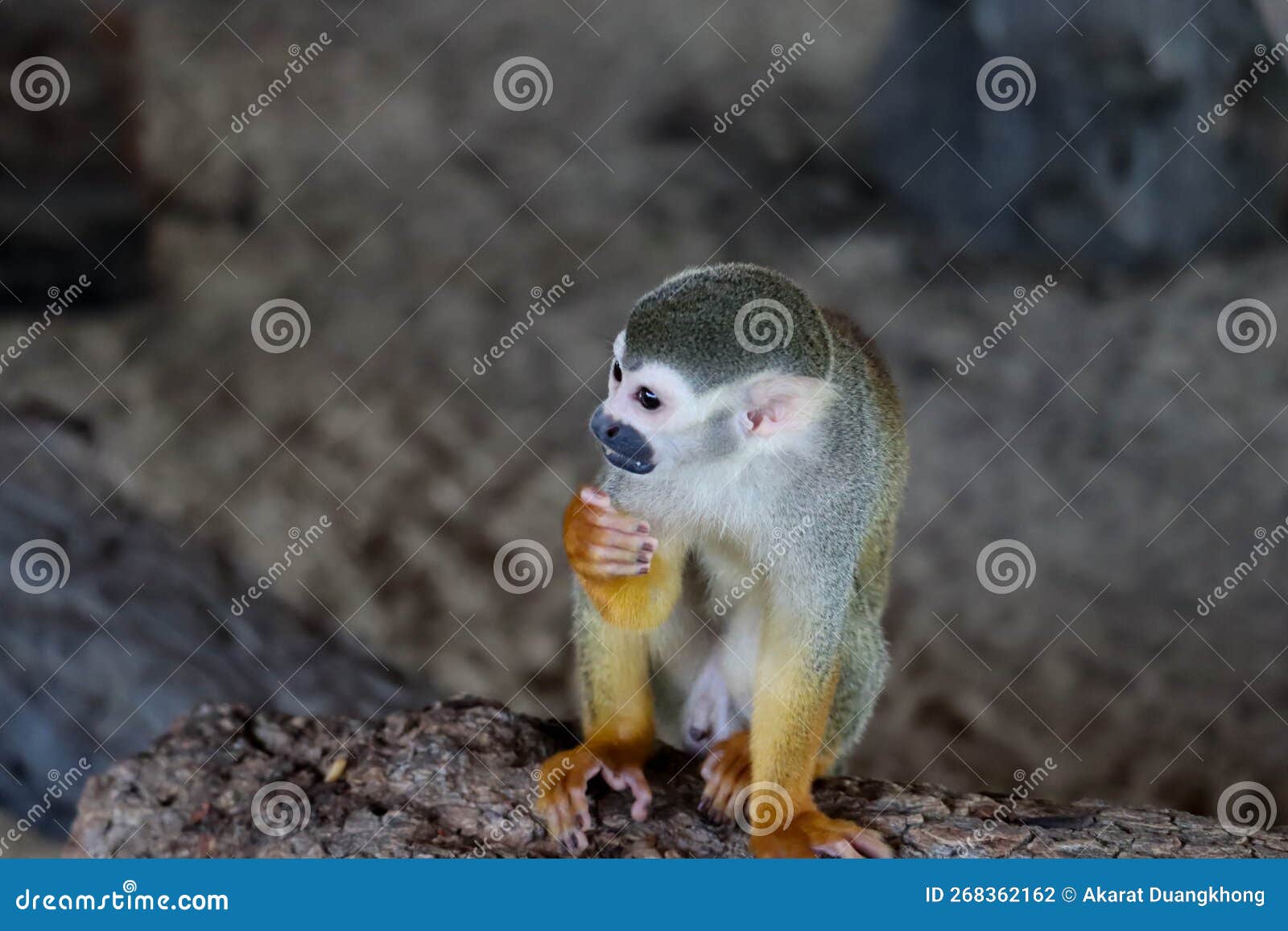 Monkey, Long Tail in Tropic Forest. Squirrel Monkey, Saimiri Oerstedii ...