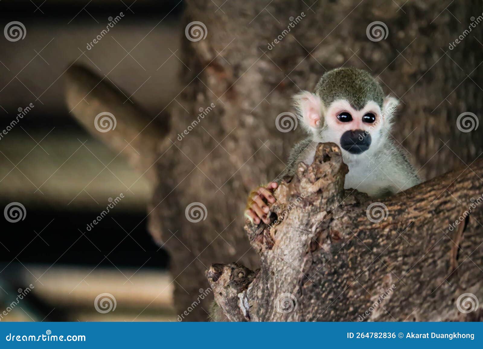 Monkey, Long Tail in Tropic Forest. Squirrel Monkey, Saimiri Oerstedii ...