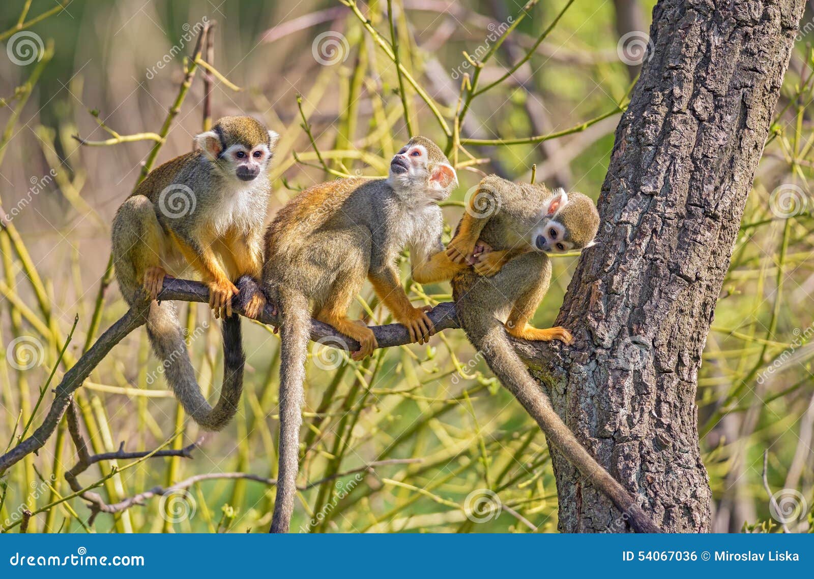 Common Squirrel Monkeys on a Tree Branch Stock Photo - Image of playing ...