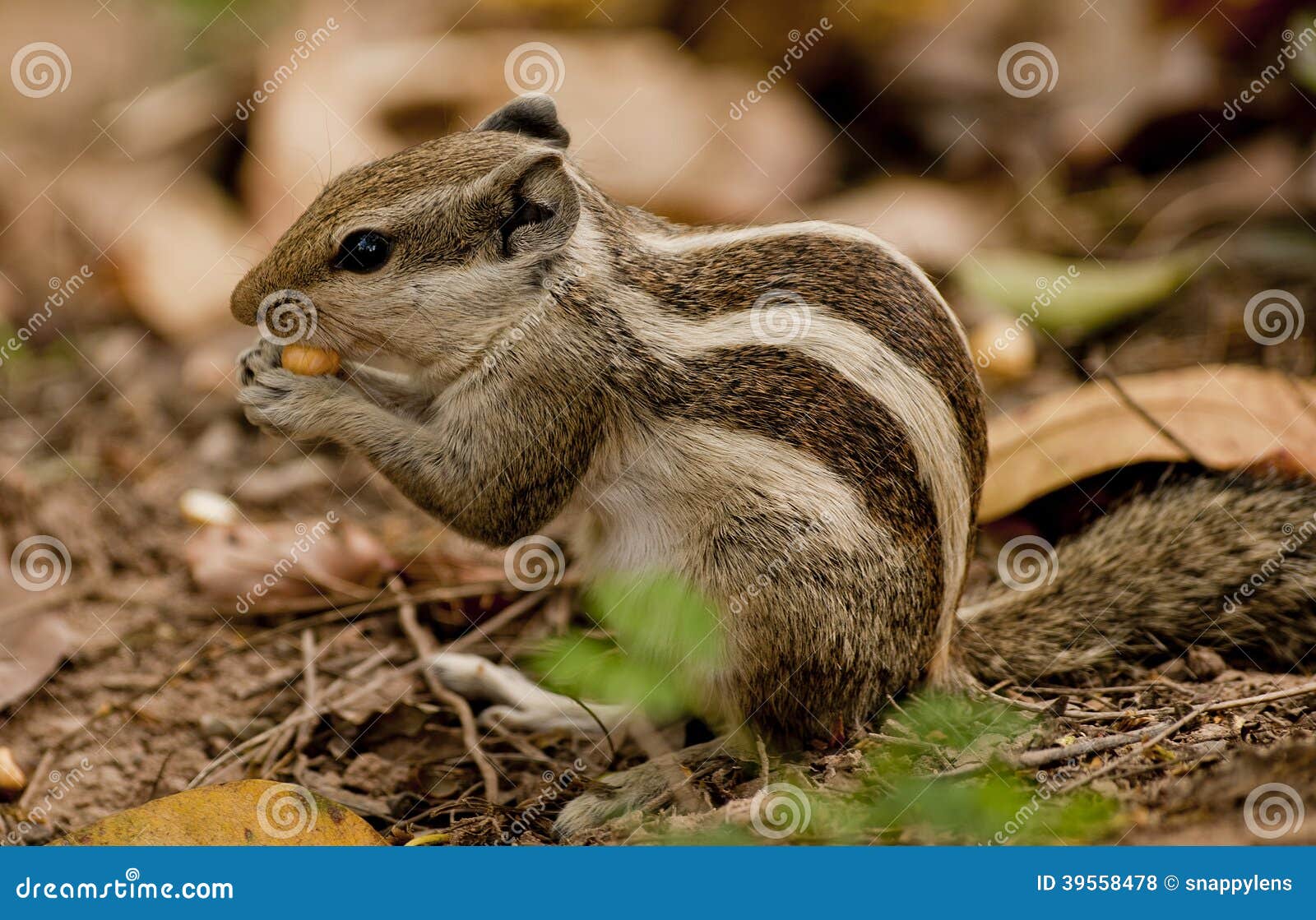 A common squirrel stock photo. Image of rodent, marmot - 39558478