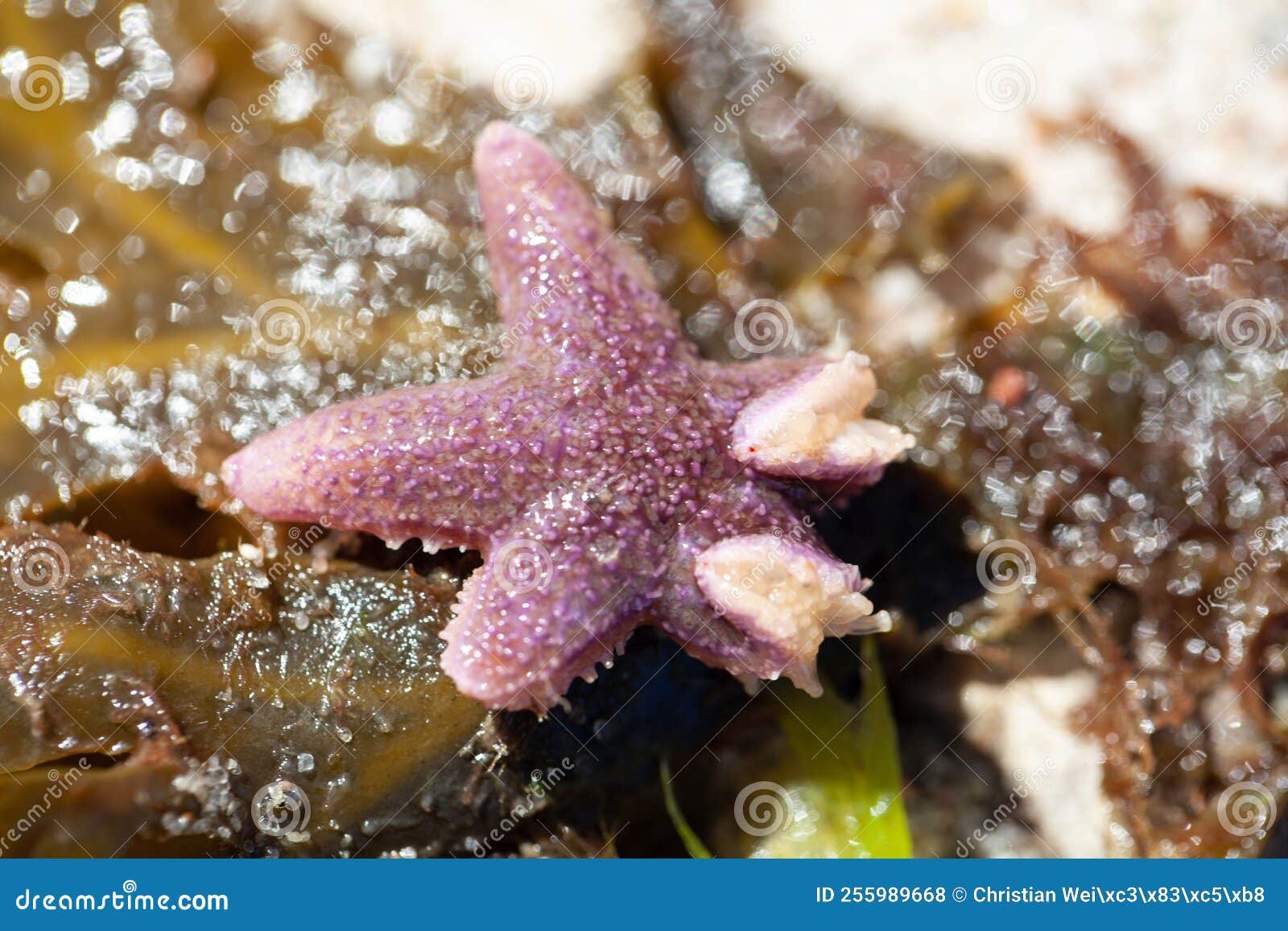 Common Starfish, Asterias Rubens, on a Seaweed Leaf Stock Photo - Image ...