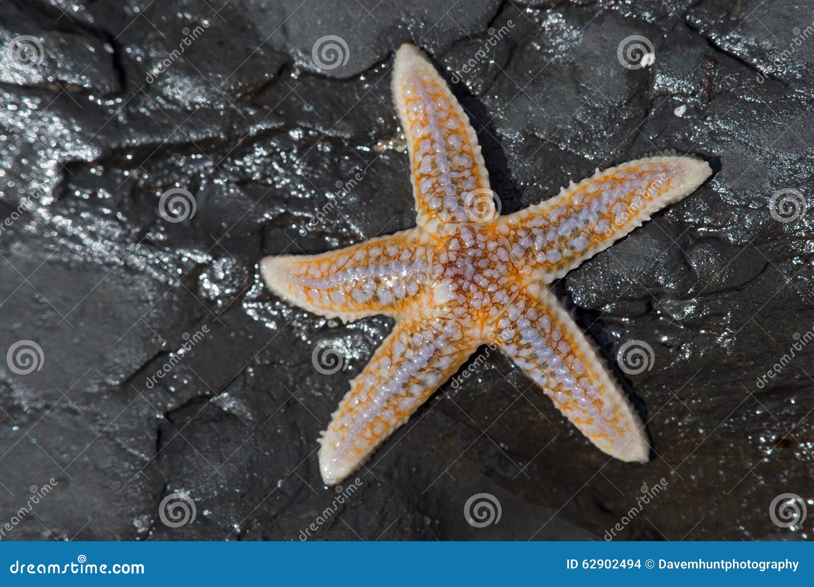 Common Starfish (Asterias Rubens) Stock Photo - Image of purple ...