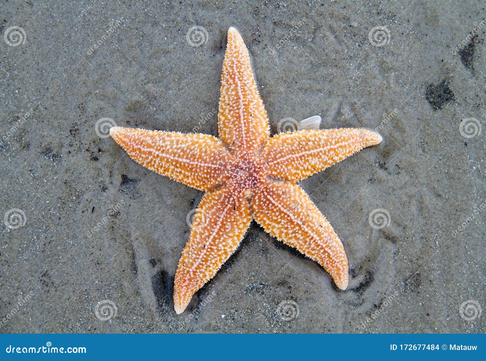 Common Starfish stock photo. Image of washed, echinoderm - 172677484