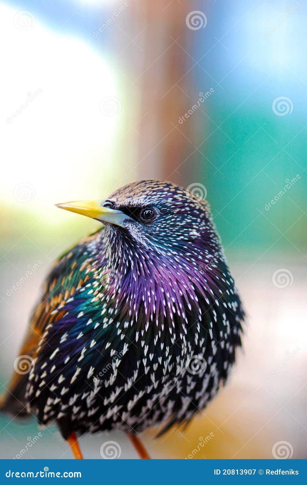 Common Starling stock image. Image of macro, songbird - 20813907