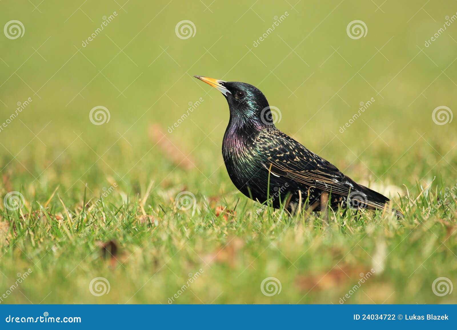 Common starling stock photo. Image of animal, grassland - 24034722